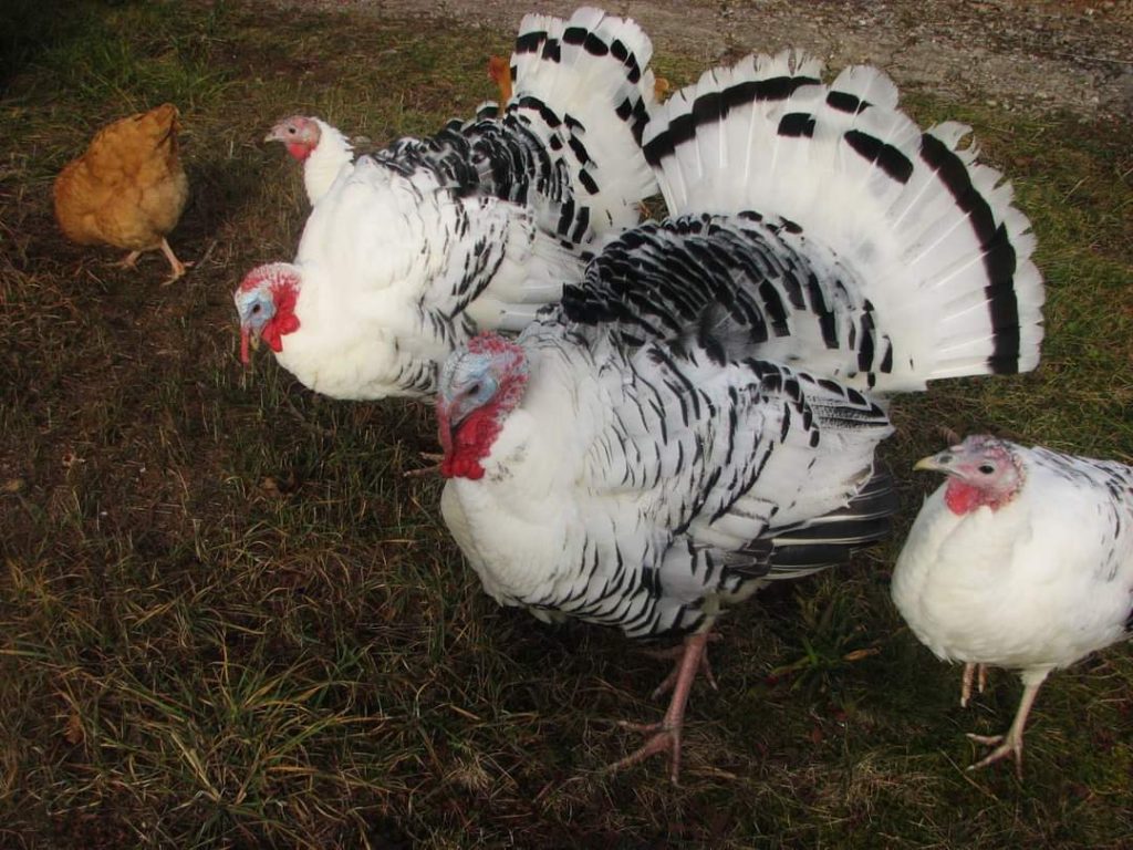 Royal Palm Turkey - Heritage Breed Turkeys | Cackle Hatchery®