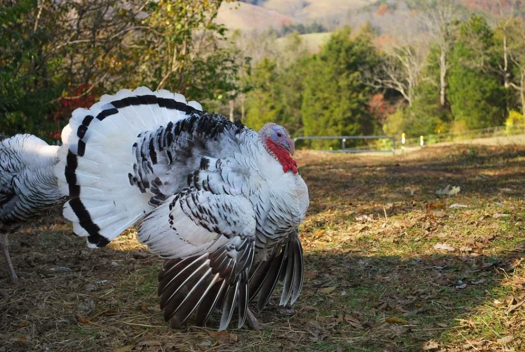 Royal Palm Turkey - Heritage Breed Turkeys | Cackle Hatchery®