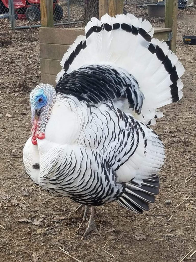 Royal Palm Turkey - Heritage Breed Turkeys | Cackle Hatchery®