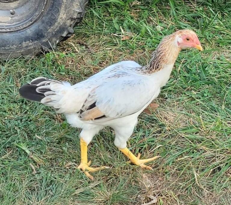 Saipan - Breed Baby Chicks | Cackle Hatchery®