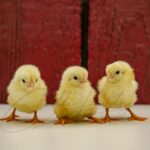 Saipan - Breed Baby Chicks | Cackle Hatchery®