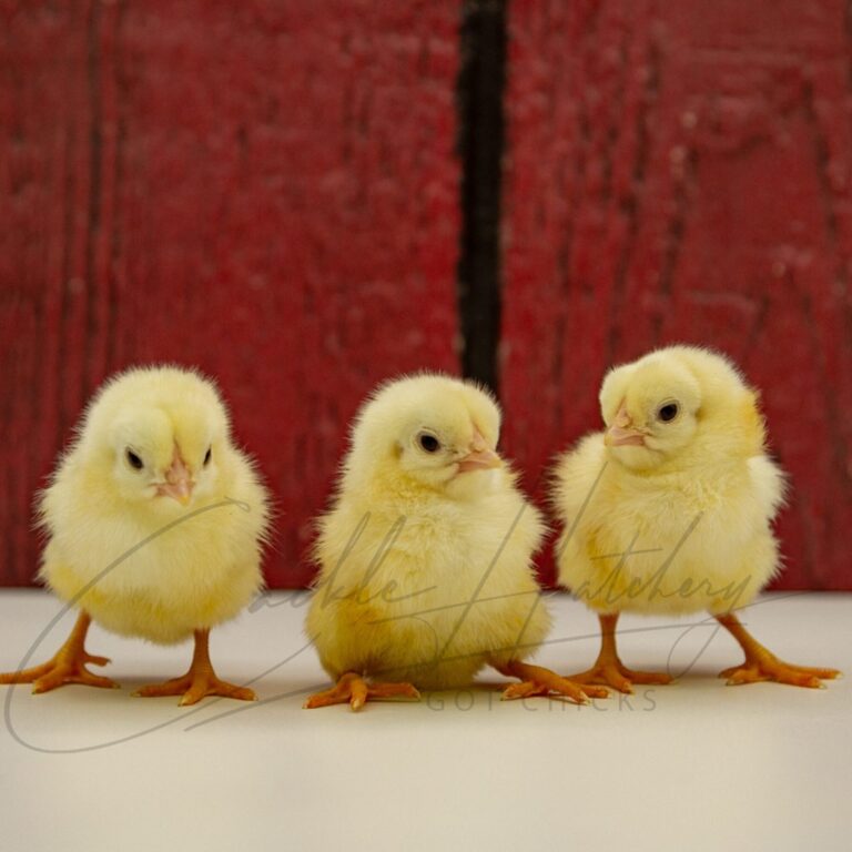 Saipan - Breed Baby Chicks | Cackle Hatchery®