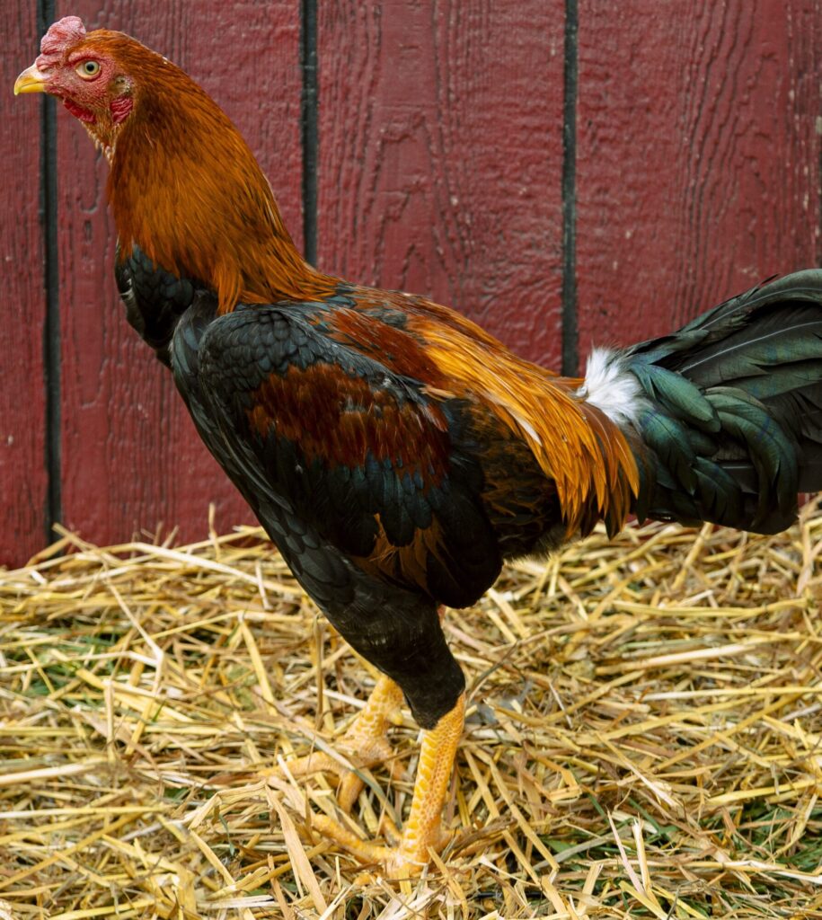 Saipan - Breed Baby Chicks | Cackle Hatchery®