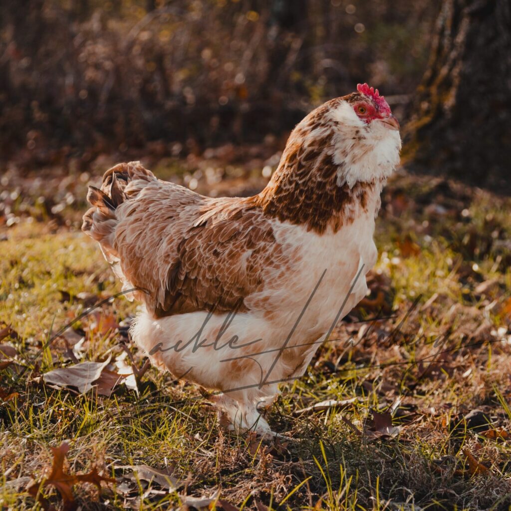 Salmon Faverolle Chickens - Baby Chicks for Sale | Cackle Hatchery®