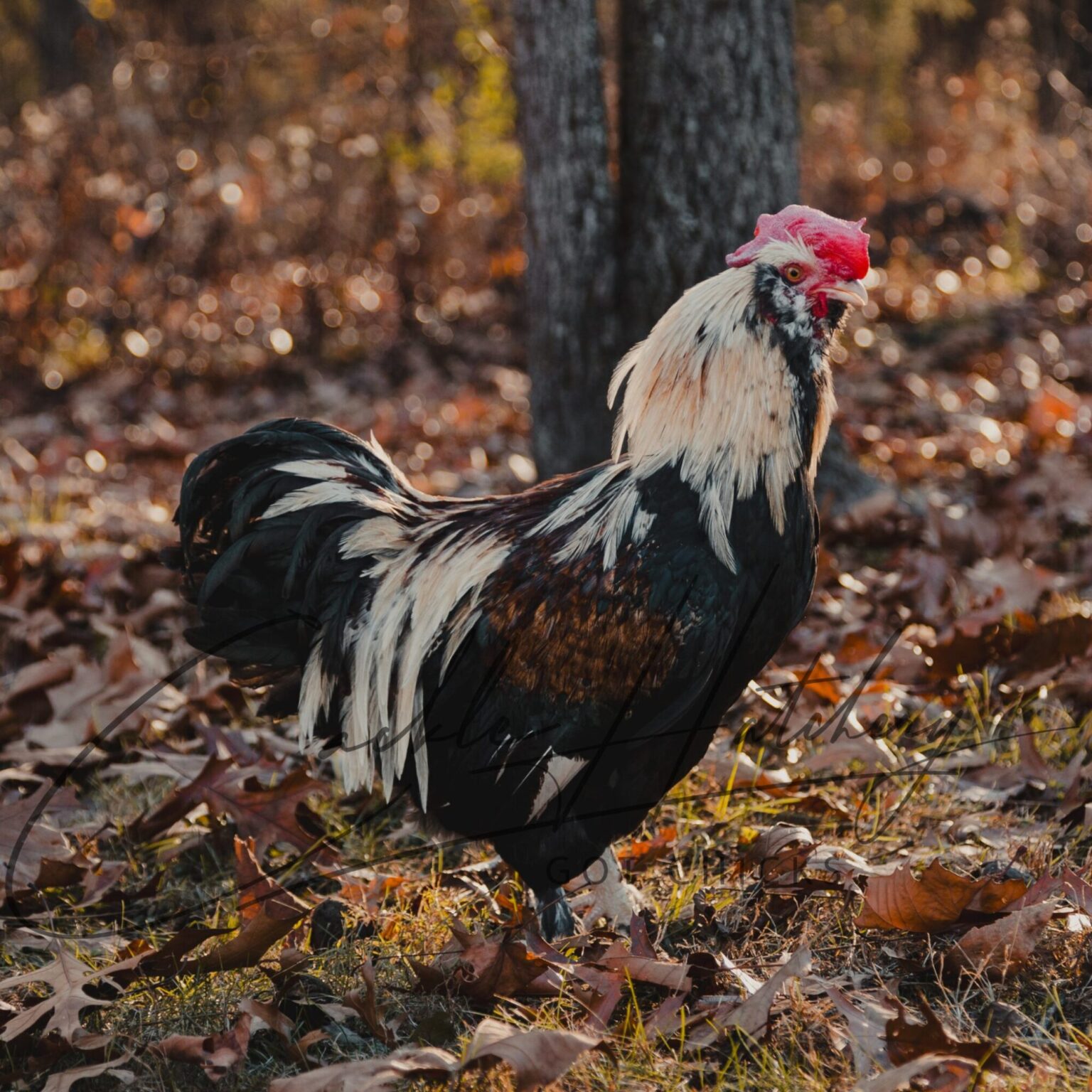 Salmon Faverolle Chickens - Baby Chicks for Sale | Cackle Hatchery®