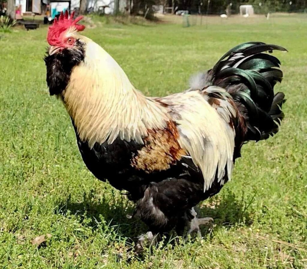 Salmon Faverolle Chickens - Baby Chicks for Sale | Cackle Hatchery®
