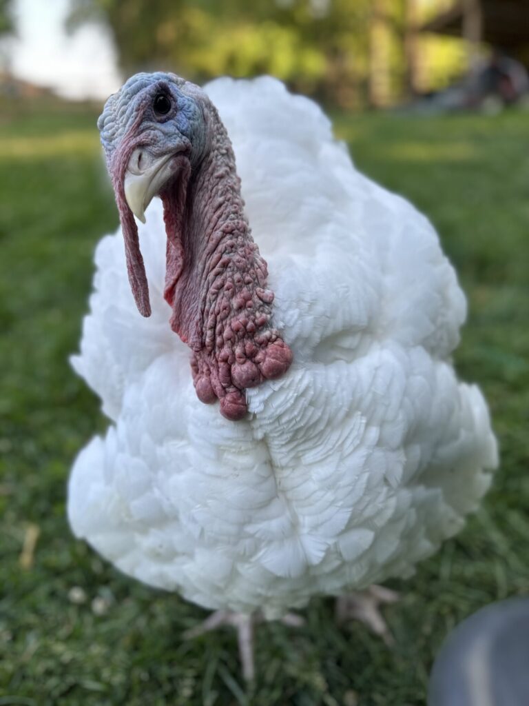 Broad Breasted White Turkey | Cackle Hatchery®