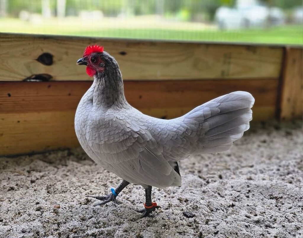 Self Blue Old English Bantam Chicks for Sale | Cackle Hatchery®