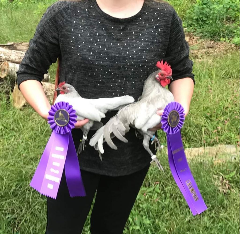 Self Blue Old English Bantam Chicks for Sale | Cackle Hatchery®