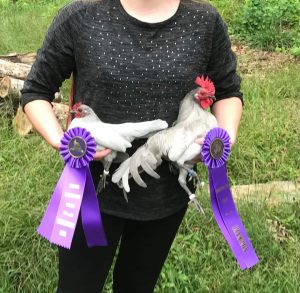 Self Blue Old English Bantam Chicks for Sale | Cackle Hatchery®