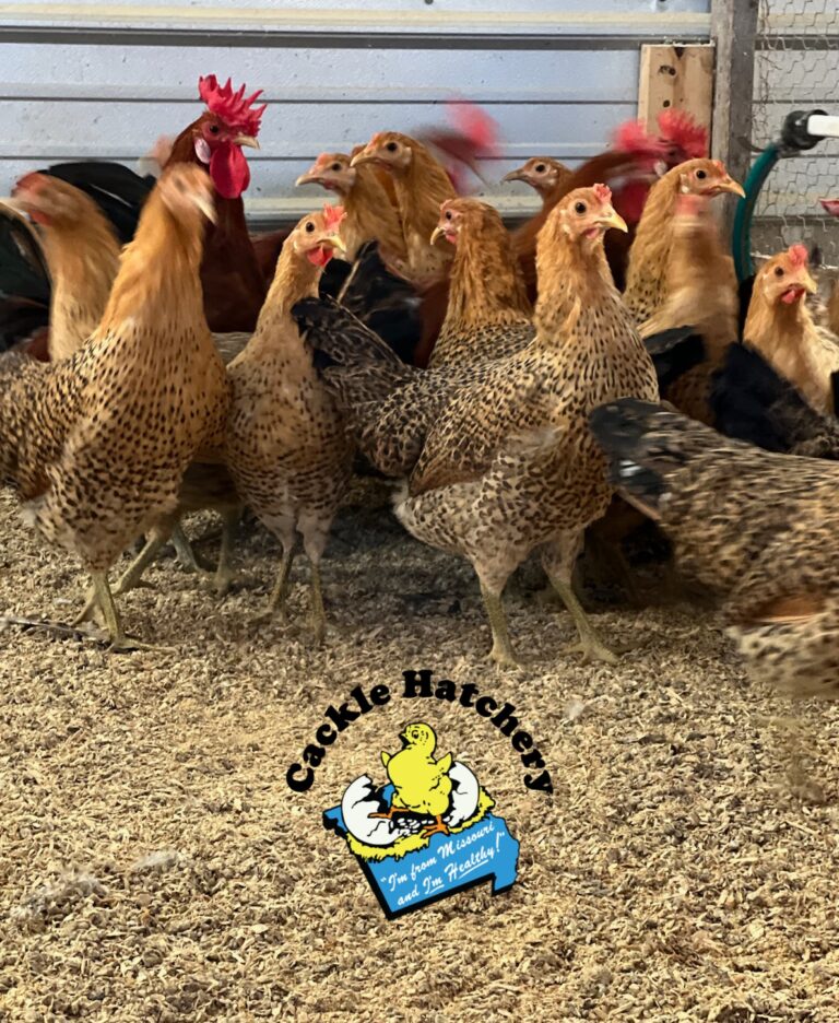 Sicilian Buttercup Chickens for Sale | Cackle Hatchery®