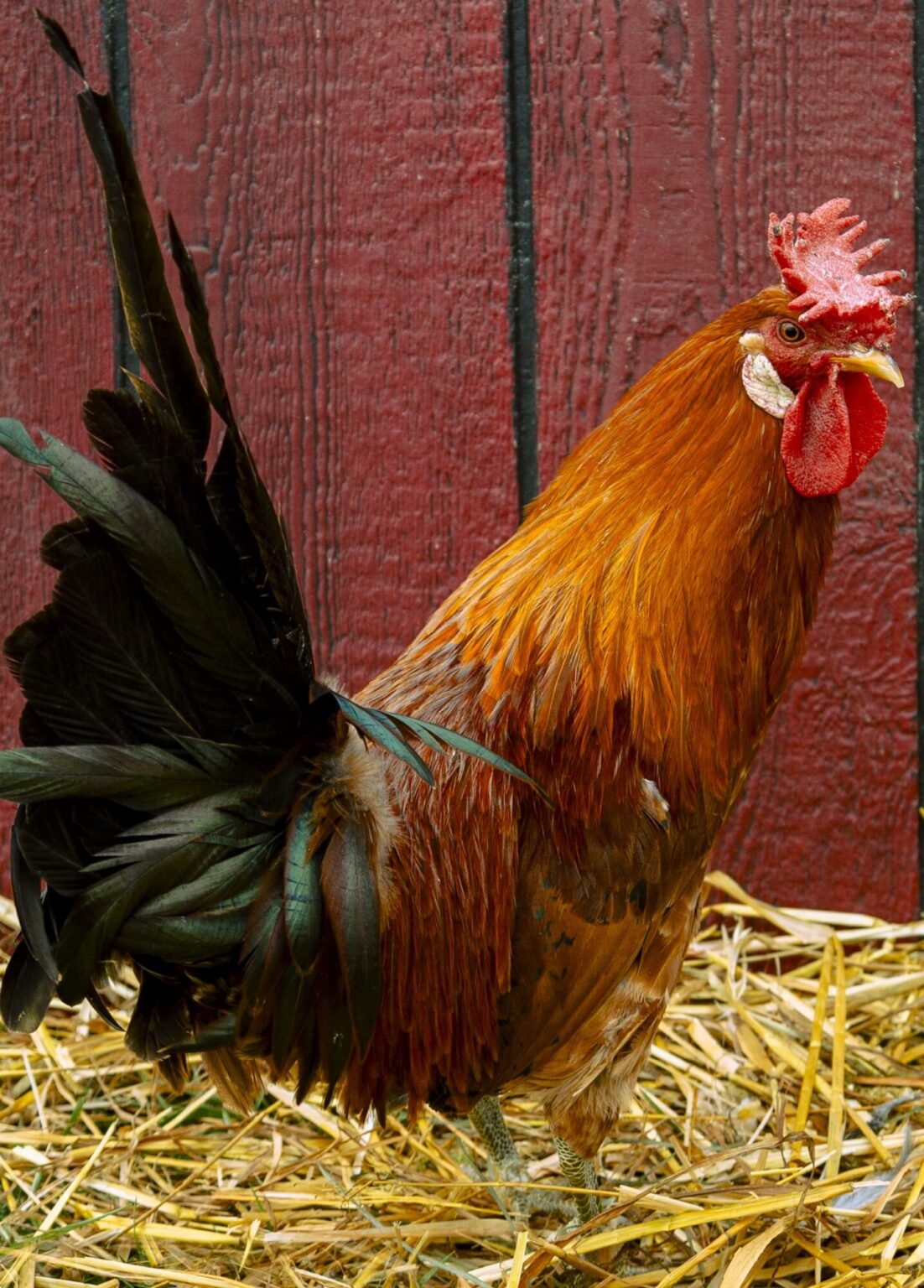 Sicilian Buttercup Chickens for Sale | Cackle Hatchery®