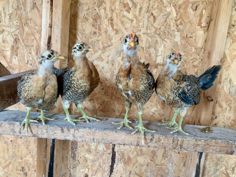 Sicilian Buttercup Chickens for Sale | Cackle Hatchery®