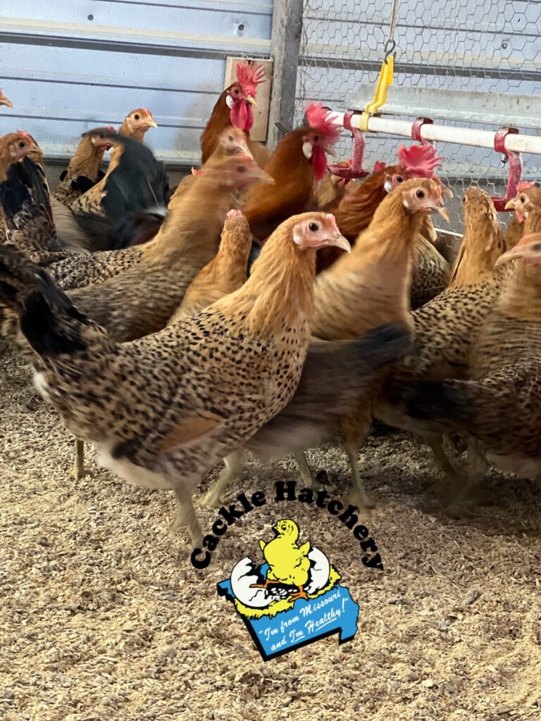 Sicilian Buttercup Chickens for Sale | Cackle Hatchery®