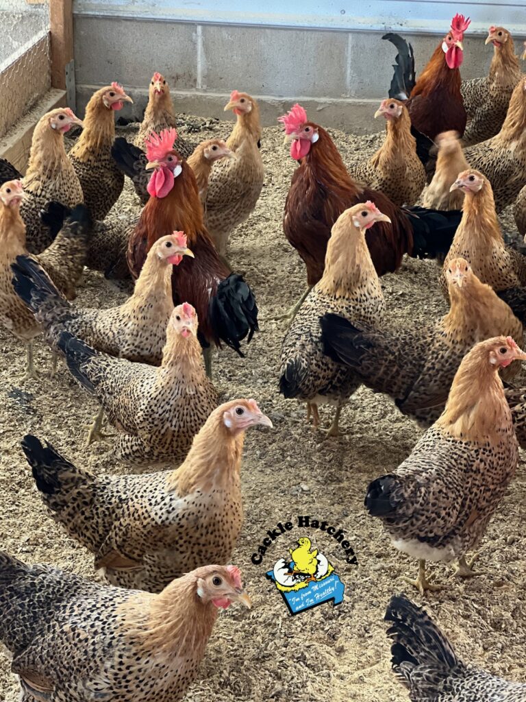 Sicilian Buttercup Chickens for Sale | Cackle Hatchery®