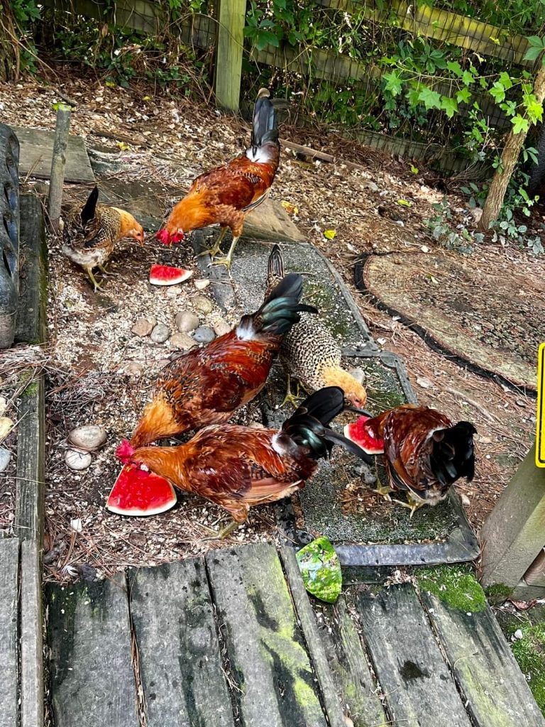 Sicilian Buttercup Chickens for Sale | Cackle Hatchery®