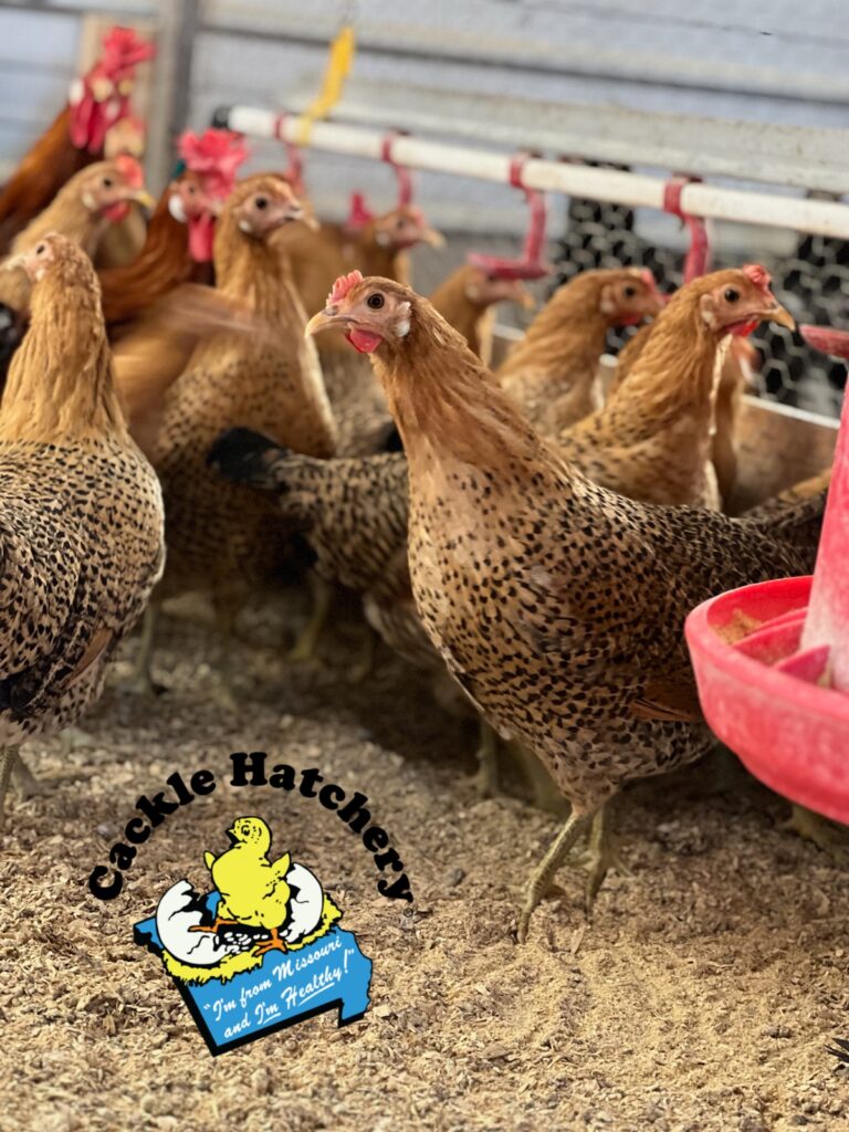 Sicilian Buttercup Chickens for Sale | Cackle Hatchery®