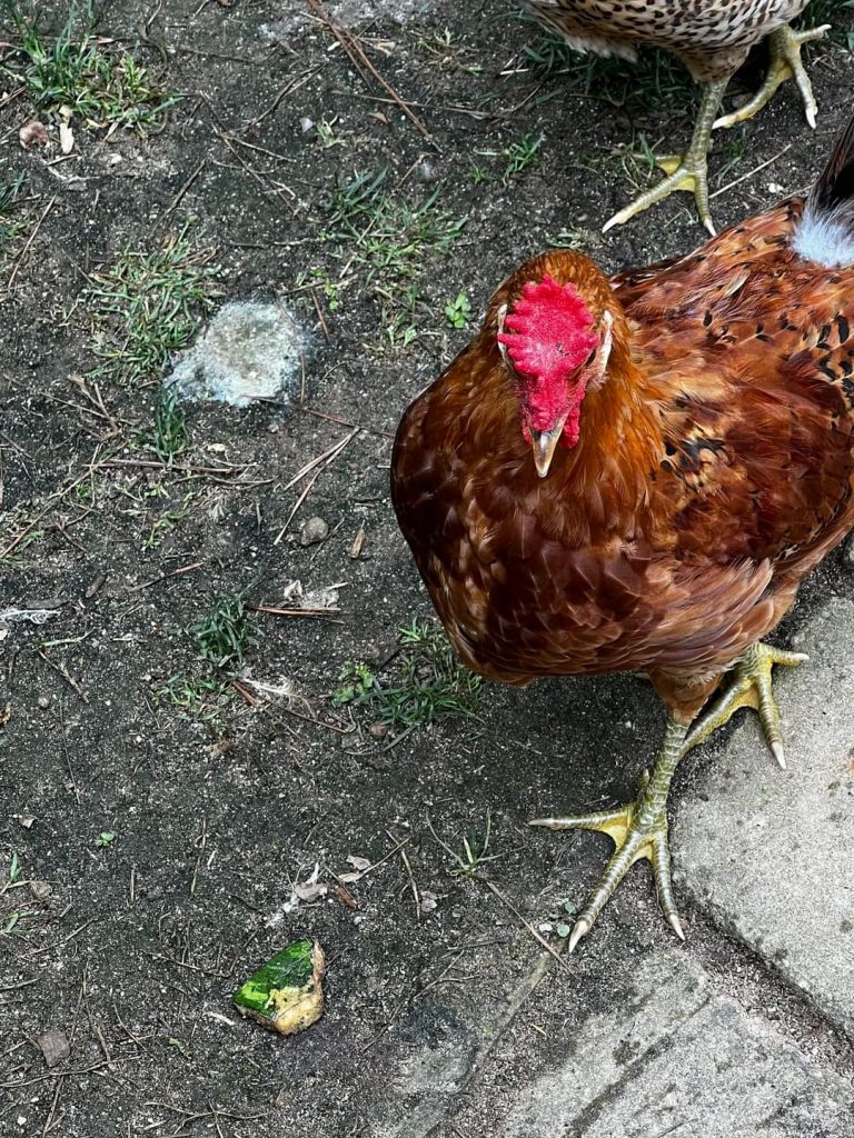 Sicilian Buttercup Chickens for Sale | Cackle Hatchery®