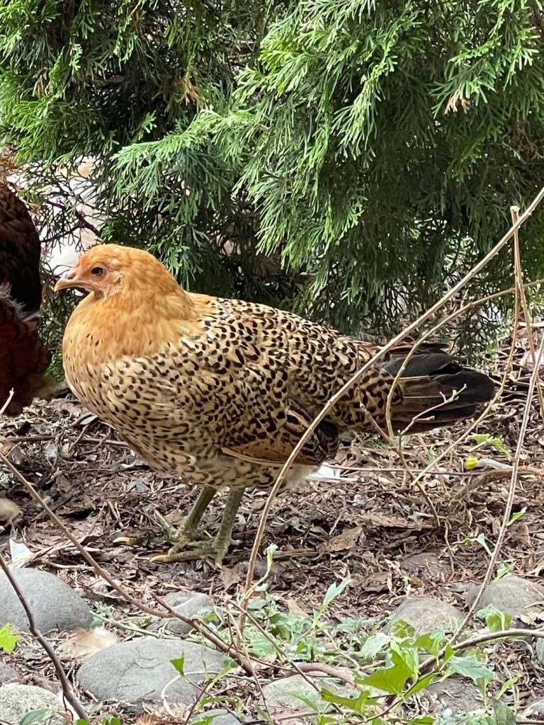 Sicilian Buttercup Chickens for Sale | Cackle Hatchery®