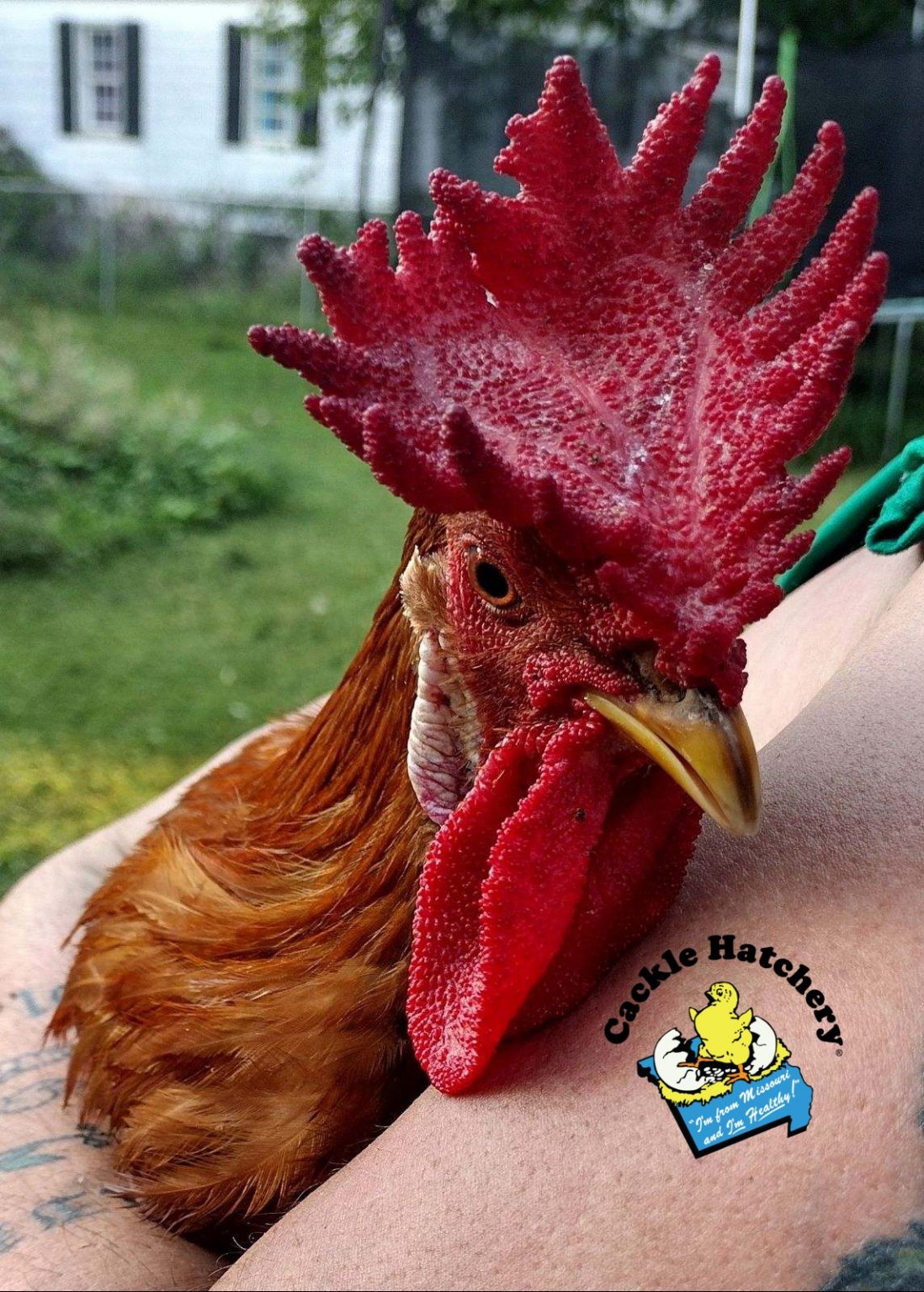 Sicilian Buttercup Chickens for Sale | Cackle Hatchery®