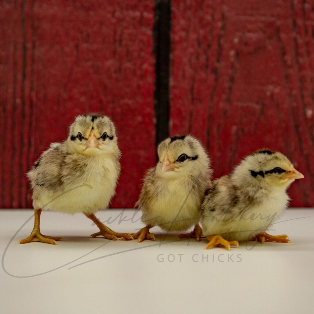 Silver Phoenix Bantam Chickens for Sale | Cackle Hatchery®