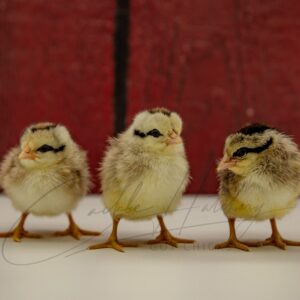 Silver Duckwing Standard Phoenix Chickens | Cackle Hatchery®