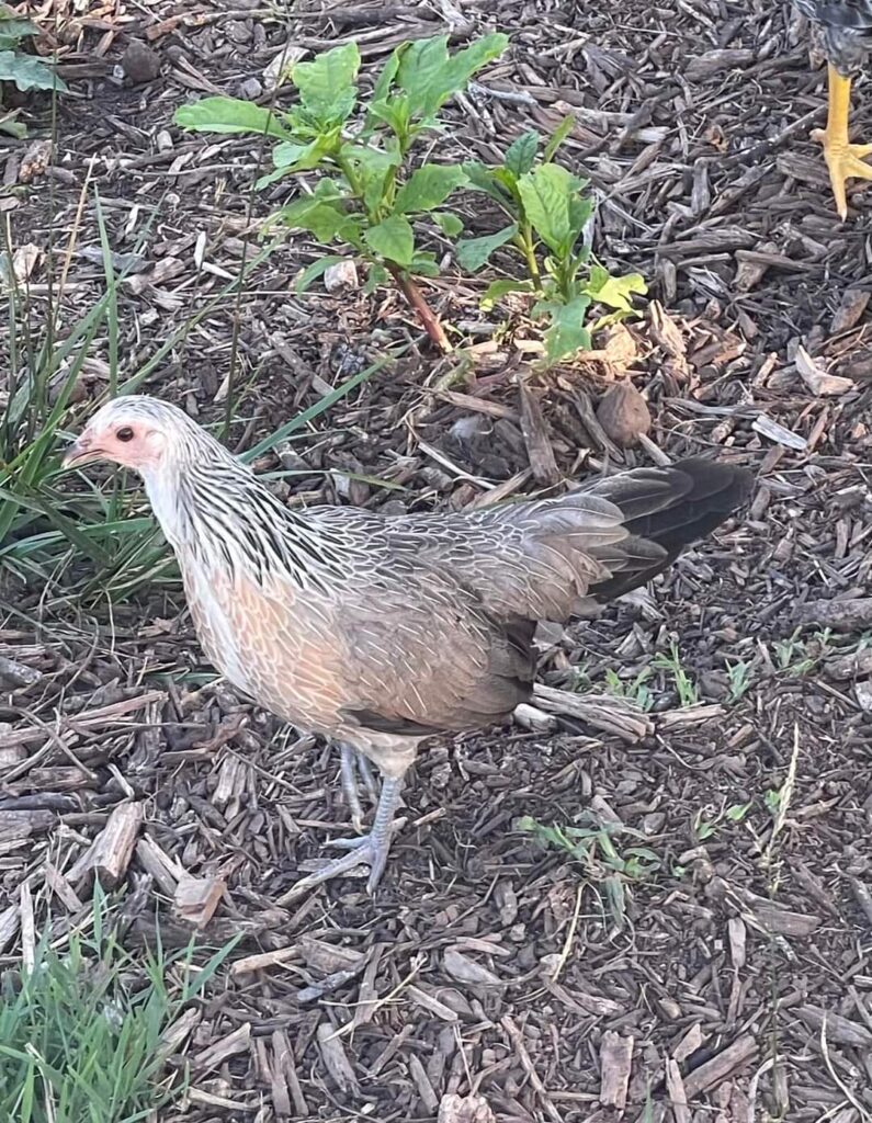 Silver Duckwing Standard Phoenix Chickens | Cackle Hatchery®