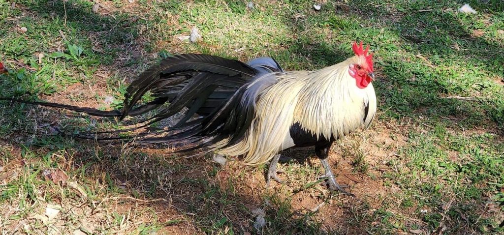 Silver Duckwing Standard Phoenix Chickens | Cackle Hatchery®