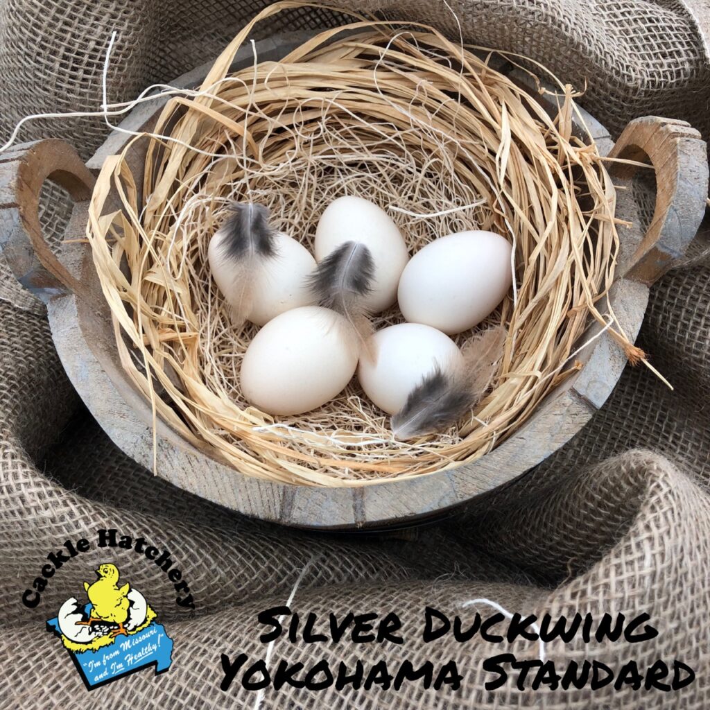 Silver Duckwing Yokohama Chickens | Cackle Hatchery®