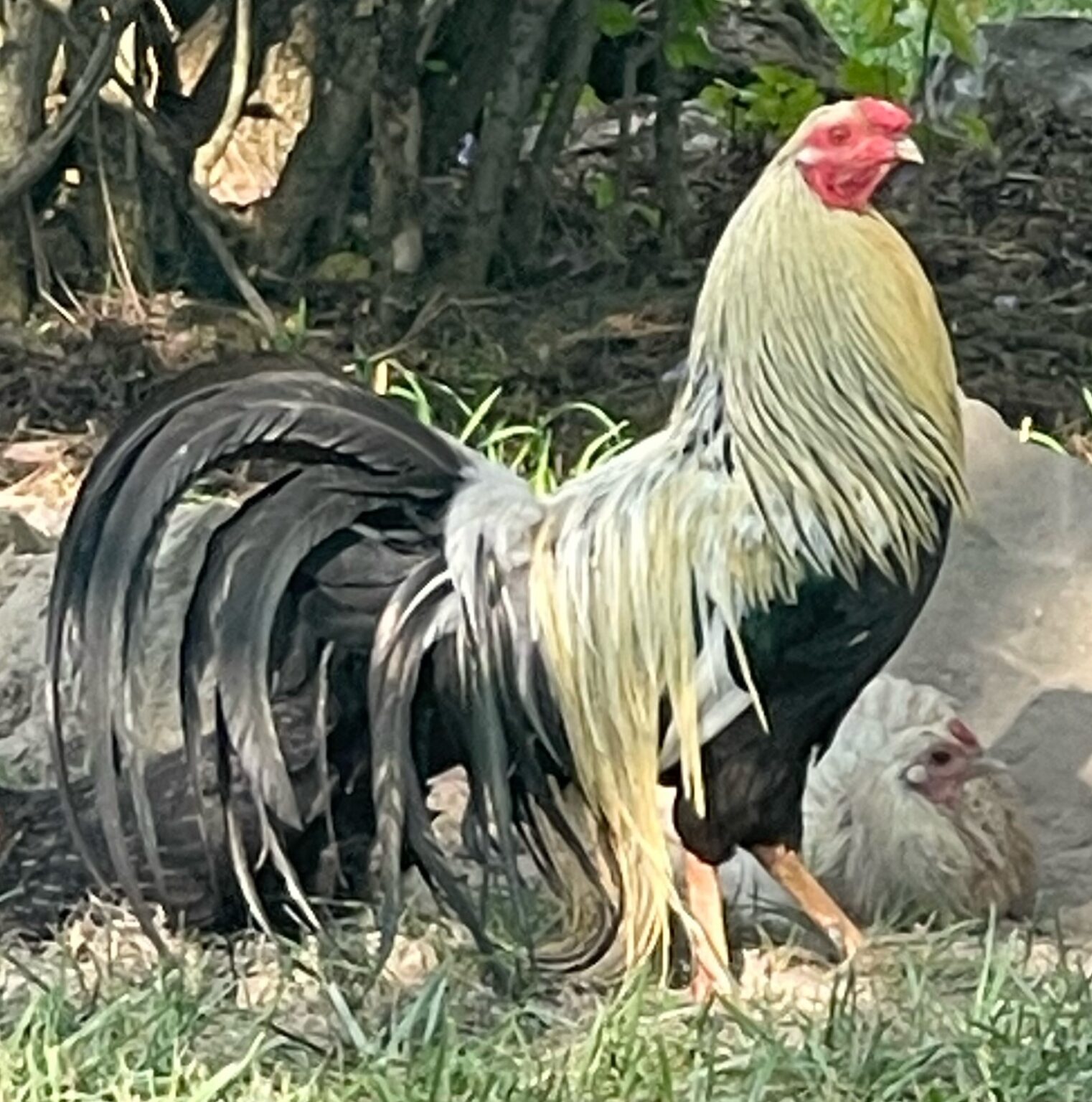 Silver Duckwing Yokohama Chickens | Cackle Hatchery®