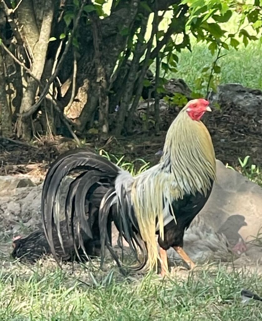 Silver Duckwing Yokohama Chickens | Cackle Hatchery®