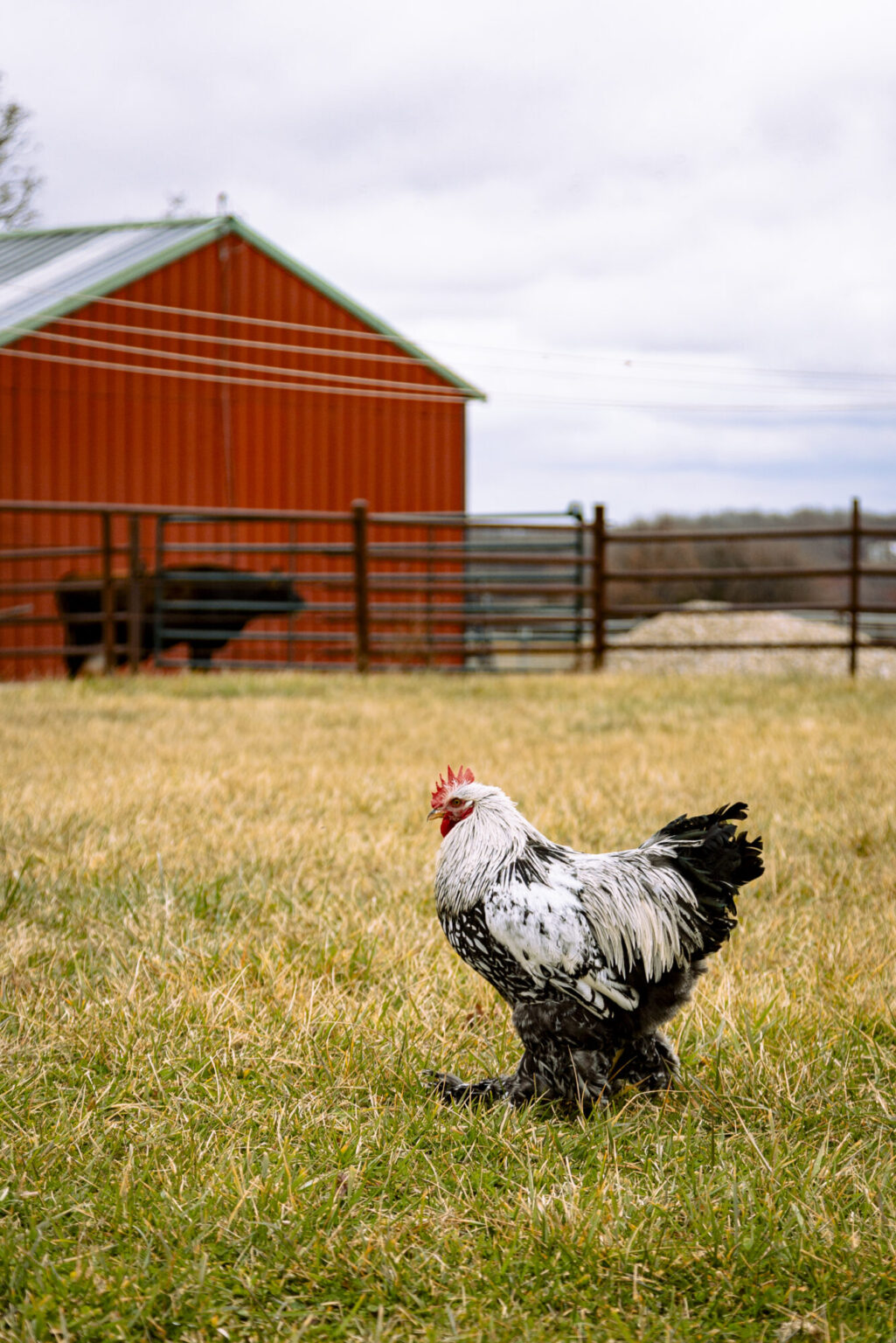 Silver Laced Cochin Standard Chickens for Sale | Cackle Hatchery®