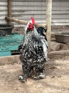 Silver Laced Cochin Standard Chickens for Sale | Cackle Hatchery®