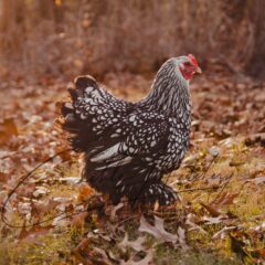 Silver Laced Cochin Standard Chickens for Sale | Cackle Hatchery®
