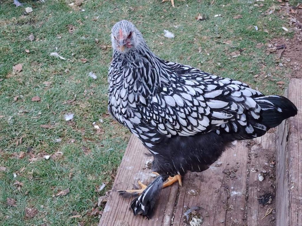 Silver Laced Cochin Standard Chickens for Sale | Cackle Hatchery®