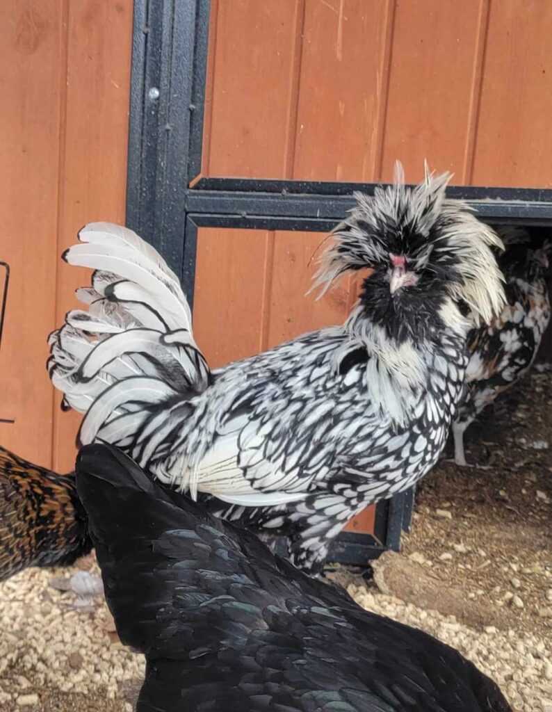 Silver Laced Polish Chicks | Bearded Crested White Egg Layers