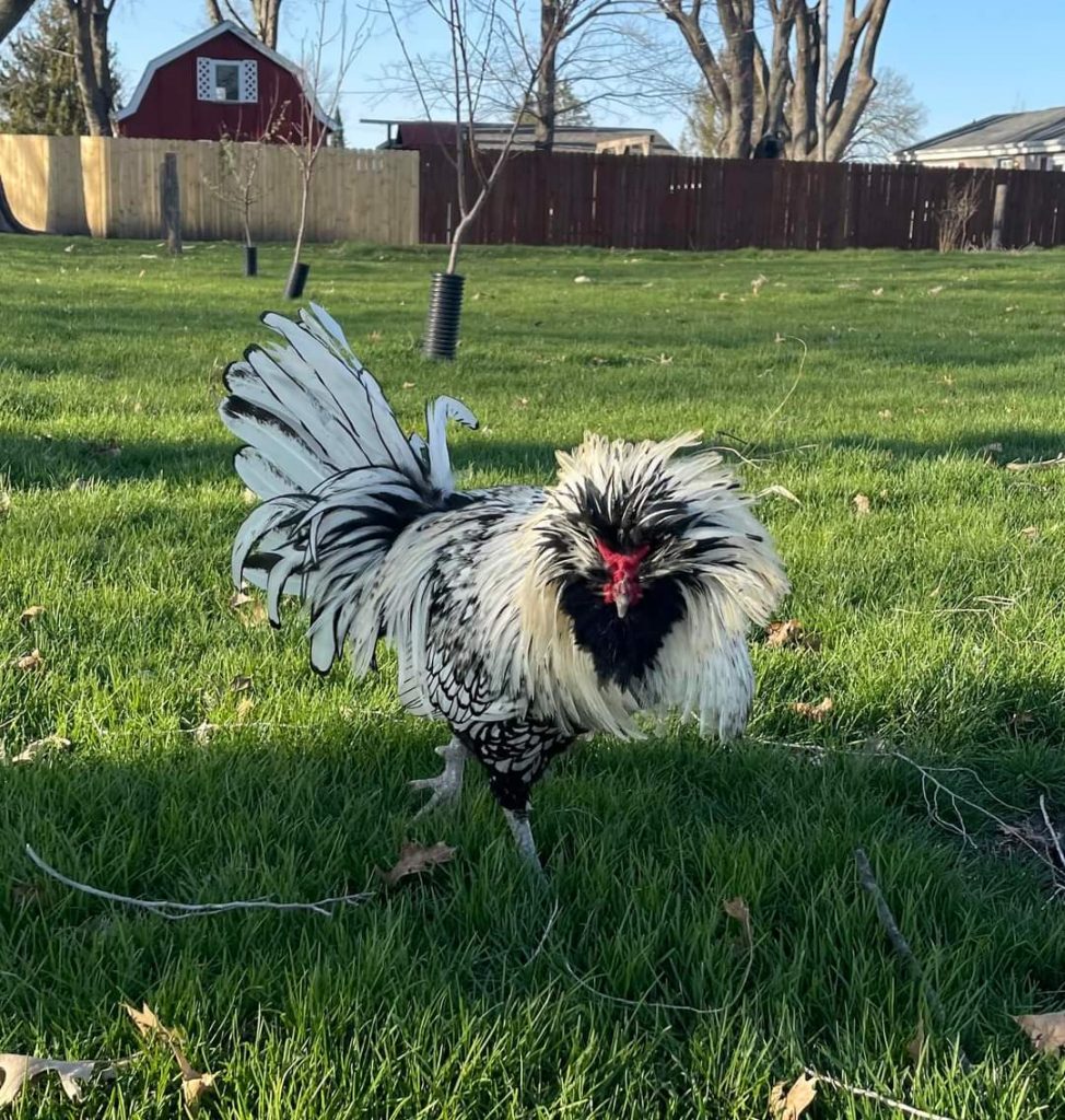 Silver Laced Polish Chicks | Bearded Crested White Egg Layers