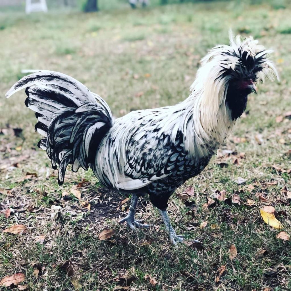 Silver Laced Polish Chicks | Bearded Crested White Egg Layers