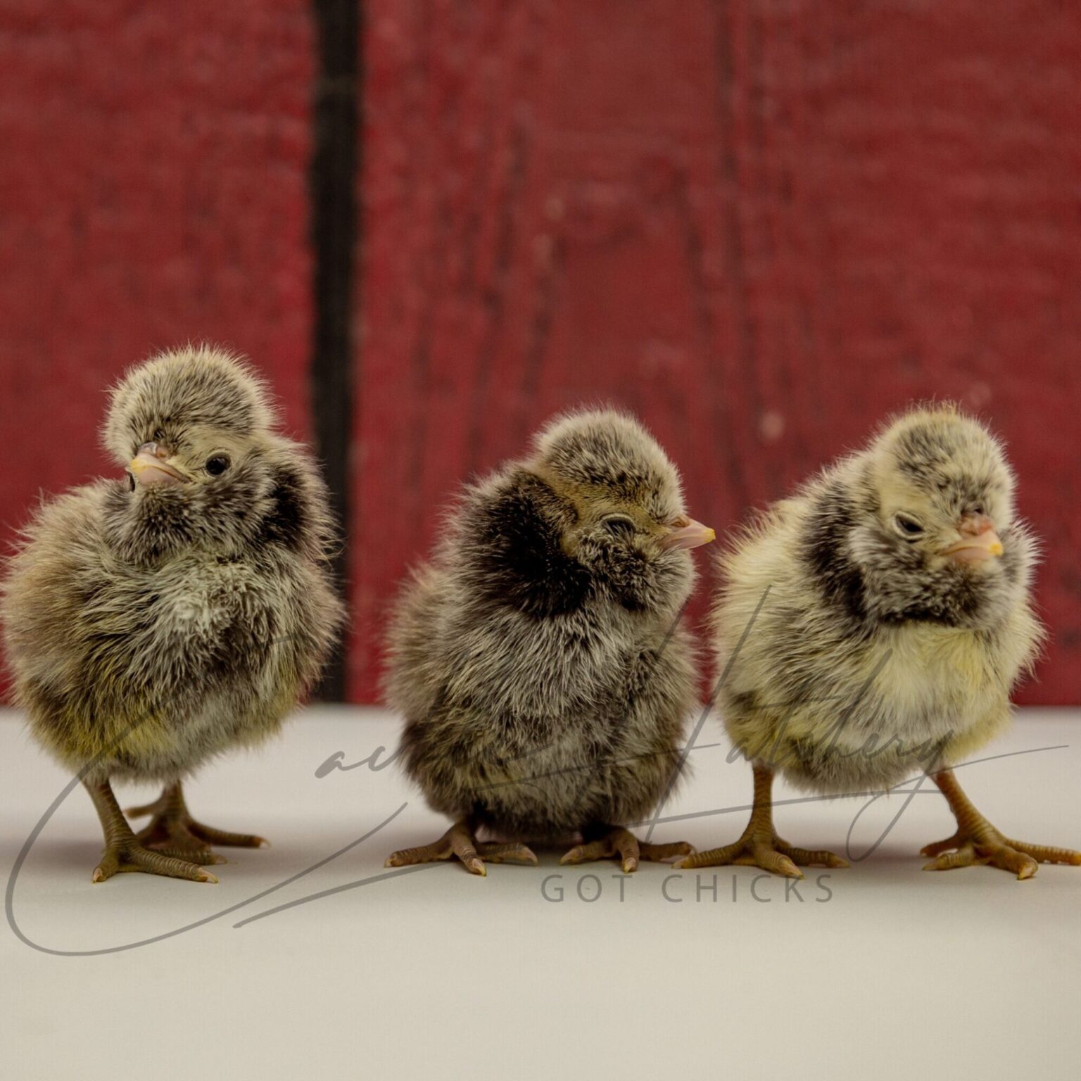 Silver Laced Polish Chicken - Baby Chicks for Sale | Cackle Hatchery®
