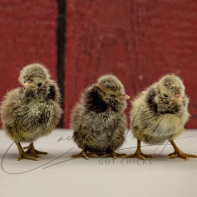 Silver Laced Polish Chicken - Baby Chicks for Sale | Cackle Hatchery®