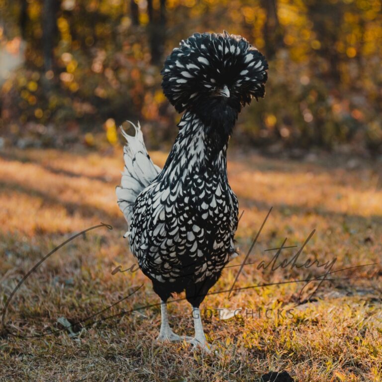 Silver Laced Polish Chicken - Baby Chicks for Sale | Cackle Hatchery®