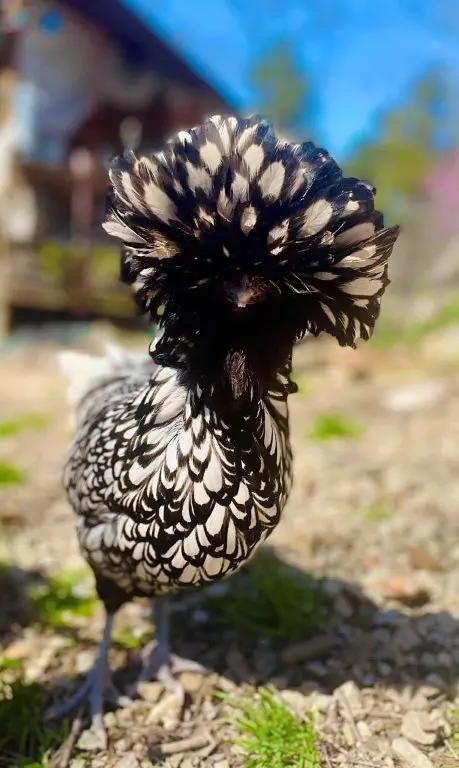 Silver Polish Chicken Size