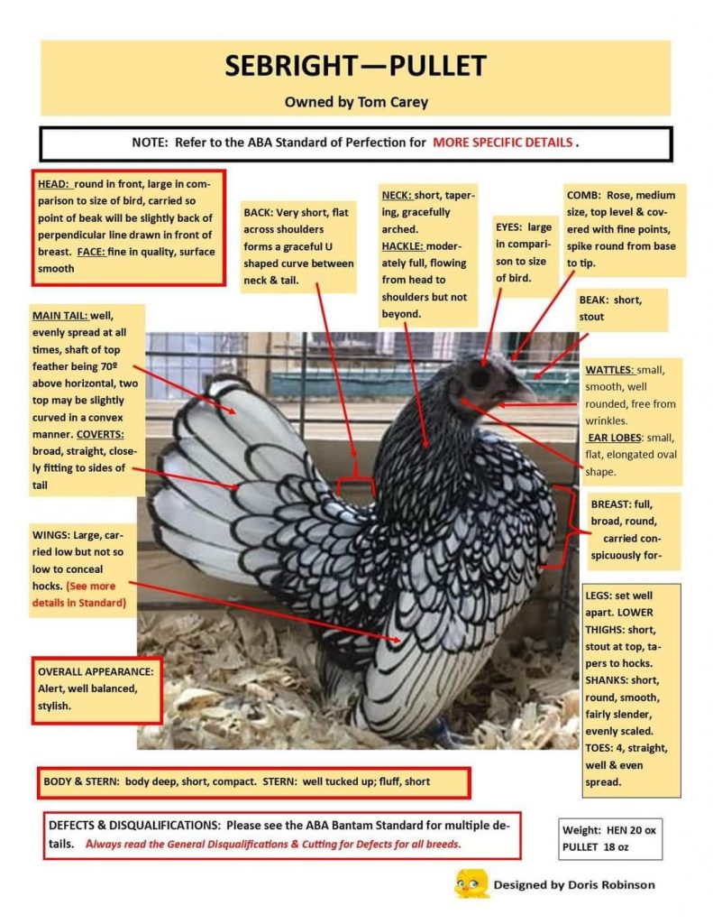 Silver Sebright Bantam Chicks for Sale | Cackle Hatchery®