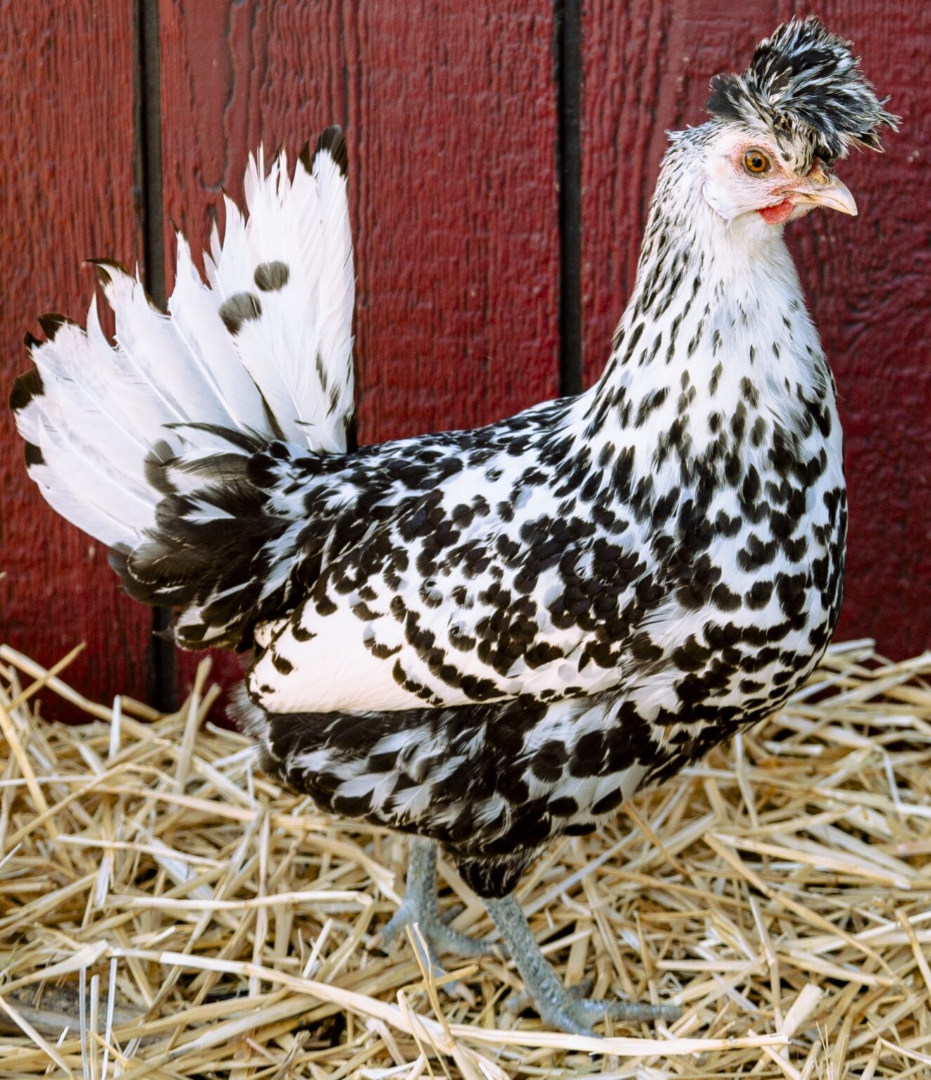 Silver Spangled Appenzeller Spitzhauben Chickens | Cackle Hatchery®