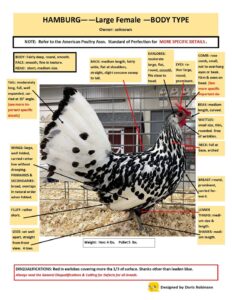 Silver Spangled Hamburg Chicken - Chicks for Sale | Cackle Hatchery®