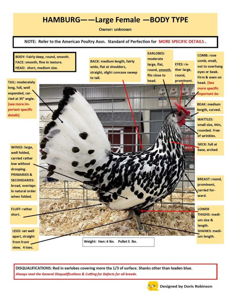 Silver Spangled Hamburg Chicken - Chicks for Sale | Cackle Hatchery®