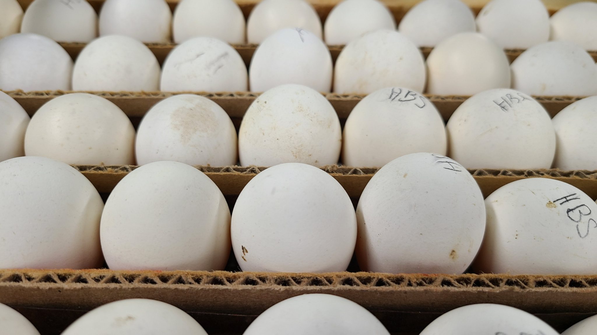 Silver Spangled Hamburg Chicken - Chicks for Sale | Cackle Hatchery®