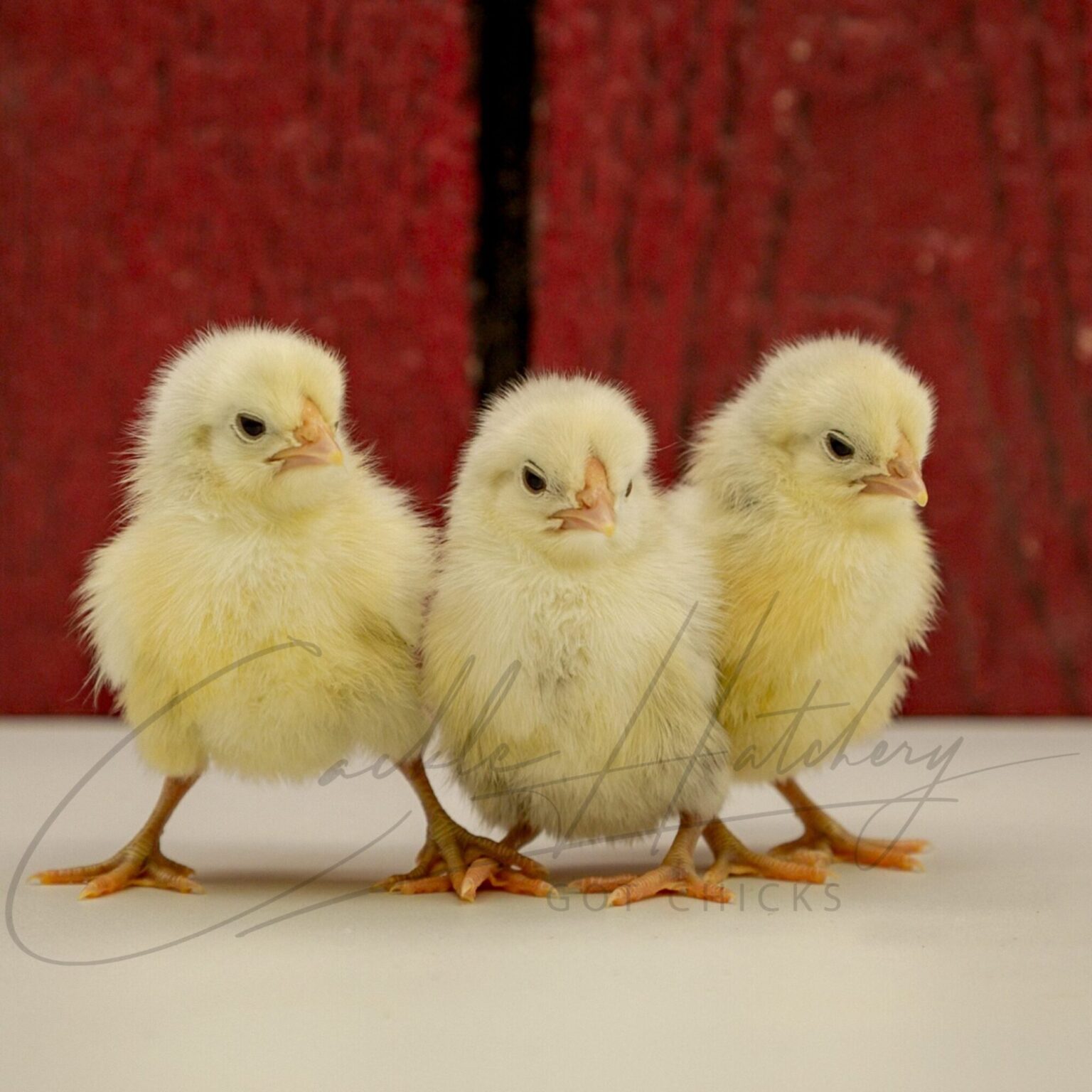 Silver Spangled Hamburg Chicken - Chicks for Sale | Cackle Hatchery®
