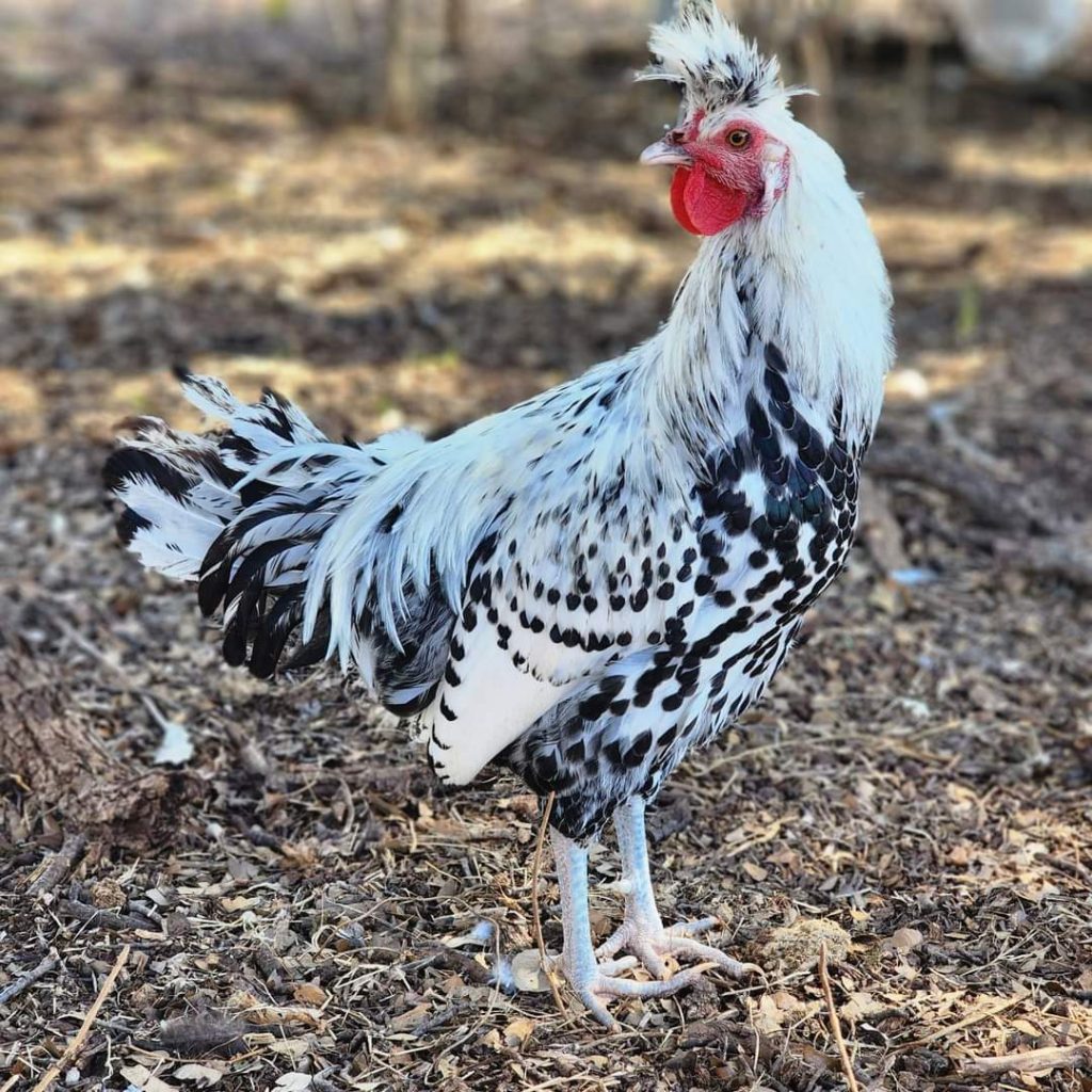 Silver Spangled Appenzeller Spitzhauben Chickens | Cackle Hatchery®