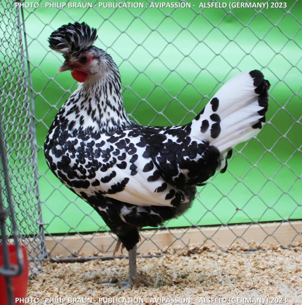 Silver Spangled Appenzeller Spitzhauben Chickens | Cackle Hatchery®